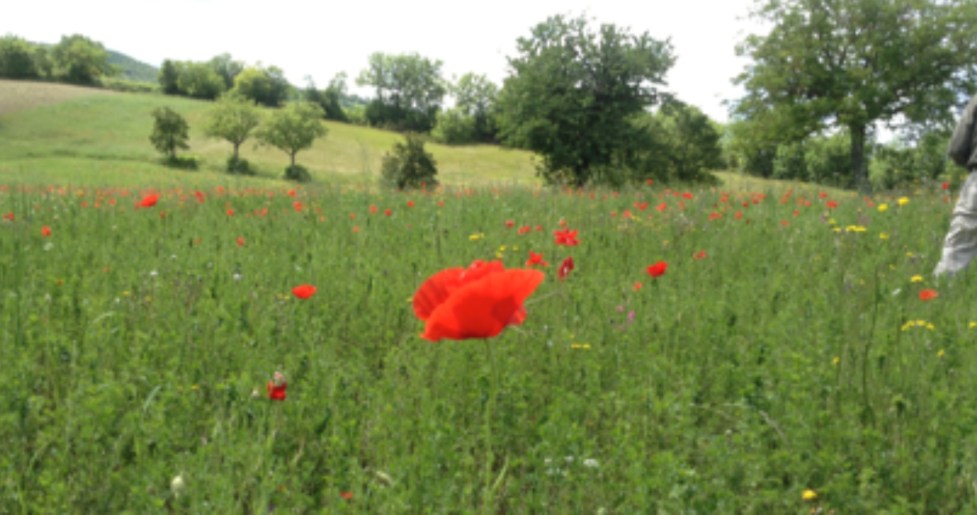 24 | June | 2013 | BAGSC News