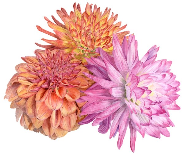 BAGSC News | A Blog from the Botanical Artists Guild of Southern California